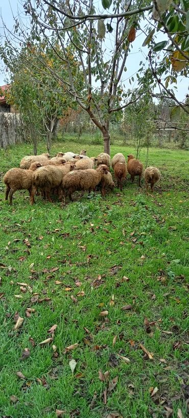 bezekli qoyun sekilleri: Azərbaycan ᐈ Heyvanlar 10000 elan lalafo.az