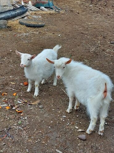 Heyvanlar: Azərbaycan ᐈ Heyvan almaq 10136 elan lalafo.az