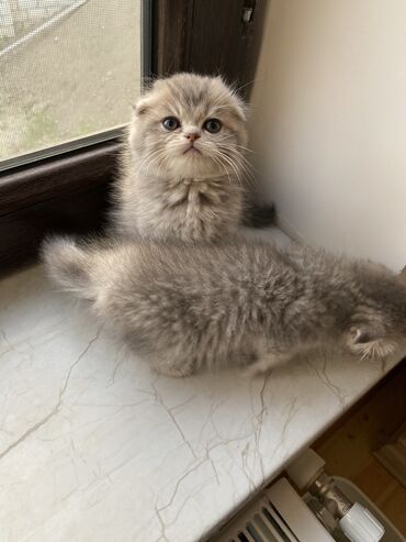 pisik sekilleri Bakı ᐈ Pişiklər 10000 elan lalafo.az