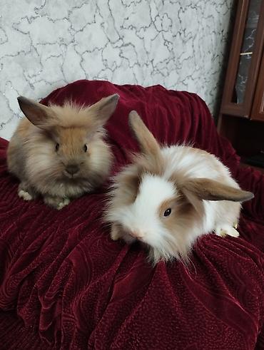 Dovşanlar: Azərbaycan ᐈ Dovşan almaq 246 elan lalafo.az