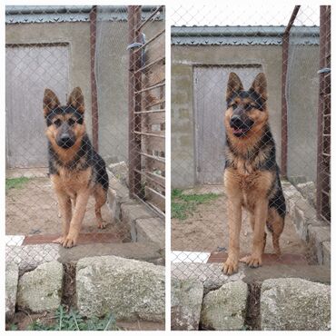 afcarka: Azərbaycan ᐈ İtlər 95 elan lalafo.az