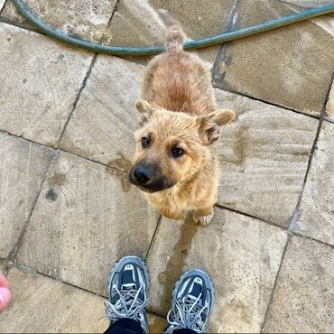 afcarka: Azərbaycan ᐈ İtlər 95 elan lalafo.az