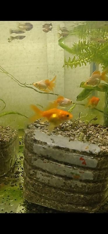 akvarium baliqlari adlari Azərbaycan ᐈ Heyvanlar 858 elan lalafo.az