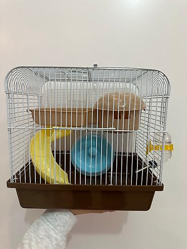 qefes: Azərbaycan ᐈ Heyvanlar üçün mallar 533 elan lalafo.az