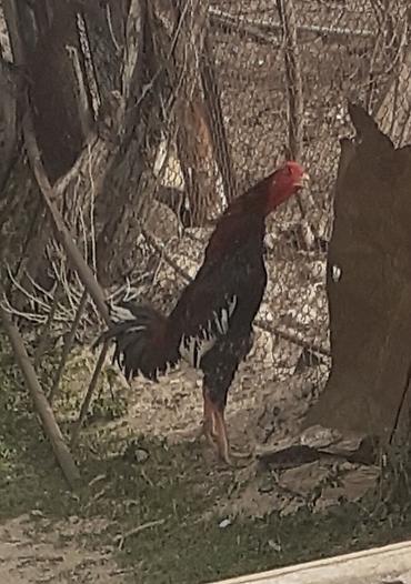 heyrati feresi Azərbaycan ᐈ Toyuqlar, xoruzlar 561 elan lalafo.az