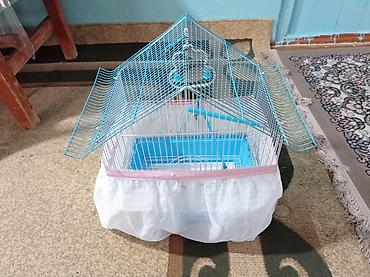 papuqay sekilleri Azərbaycan ᐈ Quşlar 10000 elan lalafo.az