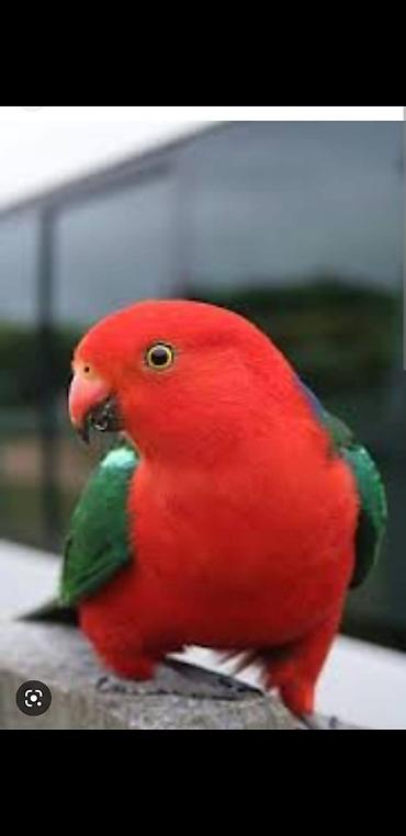 papuqay sekilleri Azərbaycan ᐈ Quşlar 10000 elan lalafo.az