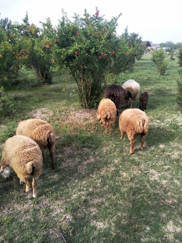 bezekli qoyun sekilleri Azərbaycan ᐈ Heyvanlar 10000 elan lalafo.az