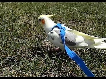 papuqay sekilleri Azərbaycan ᐈ Quşlar 10000 elan lalafo.az