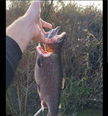 sazan baligi qiymeti Azərbaycan ᐈ Qida məhsulları 10000 elan lalafo.az