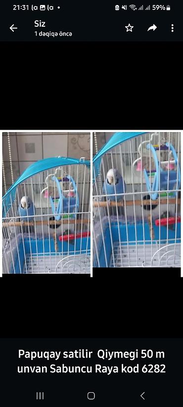 papuqay Azərbaycan ᐈ Quşlar 300 elan lalafo.az