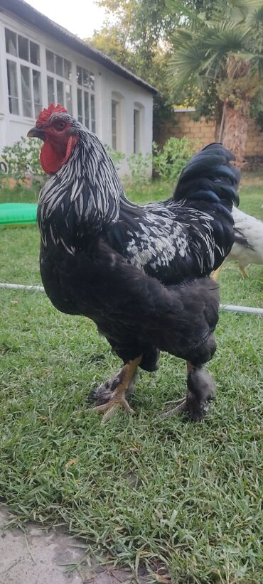 yumurtlayan toyuq Azərbaycan ᐈ Kənd təsərrüfatı heyvanları 1601 elan ...