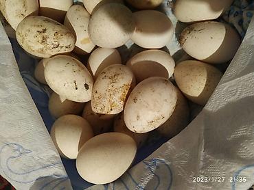 geref qusu Azərbaycan ᐈ Quşlar 477 elan lalafo.az