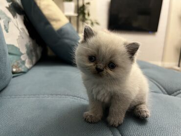 pulsuz pisik verirem Azərbaycan ᐈ Pişiklər 10000 elan lalafo.az