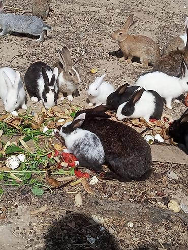 dovsan sekilleri cekmek Azərbaycan ᐈ Ev və bağ 10000 elan lalafo.az