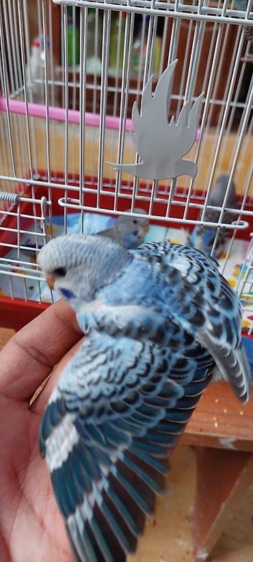 papuqay sekilleri Azərbaycan ᐈ Quşlar 10000 elan lalafo.az