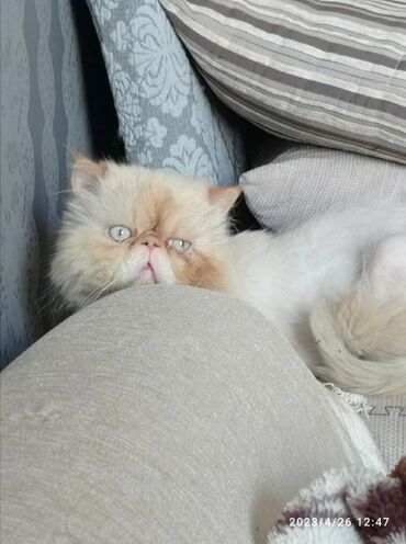 pers pisikler Azərbaycan ᐈ Pişiklər 3909 elan lalafo.az