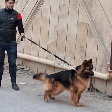 heyvan sekilleri Azərbaycan ᐈ Ev və bağ 10000 elan lalafo.az