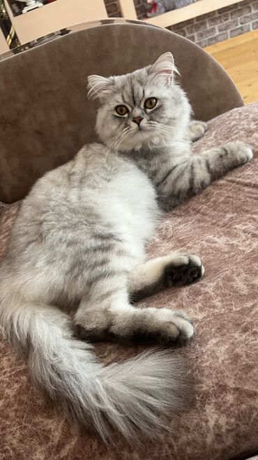 pisik sekilleri profil ucun: Bakı ᐈ Pişiklər 10000 elan lalafo.az