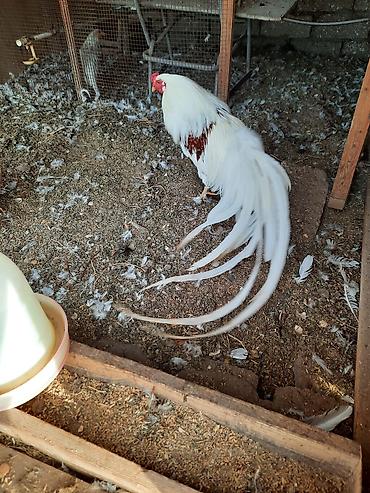 KƏND TƏSƏRRÜFATI HEYVANLARI Azərbaycan ᐈ 2834 elan ᐈ lalafo.az