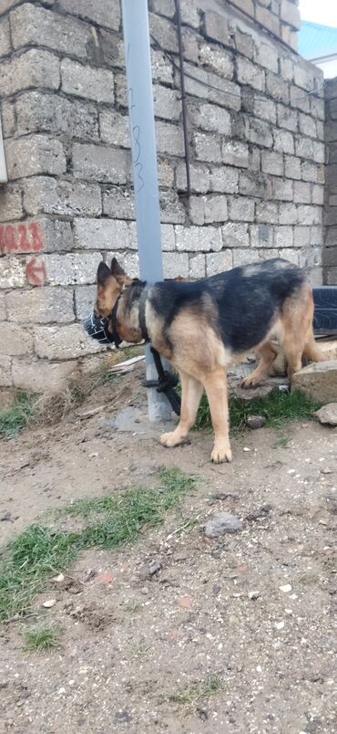 afcarka: Azərbaycan ᐈ İtlər 95 elan lalafo.az