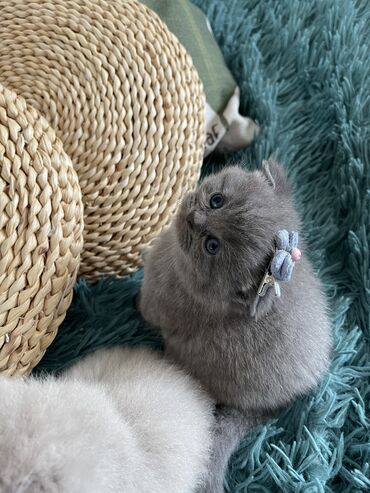 pisik sekilleri Bakı ᐈ Pişiklər 10000 elan lalafo.az