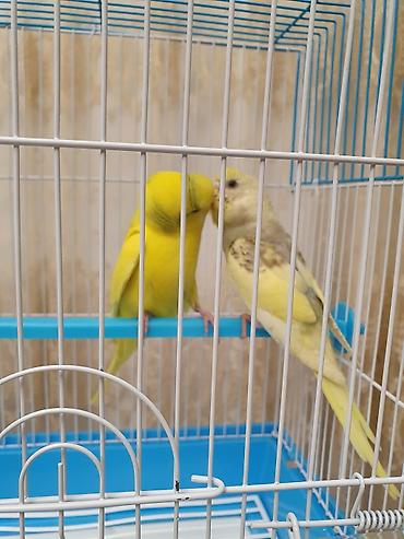 Heyvanlar Azərbaycan 🐶 🐱 Almaq və satmaq ᐈ 10115 elan ᐈ lalafo.az