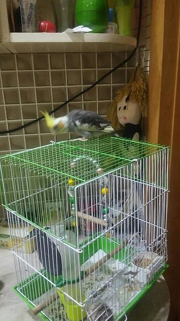 erkek papuqay adlari: Azərbaycan ᐈ Quşlar 376 elan lalafo.az