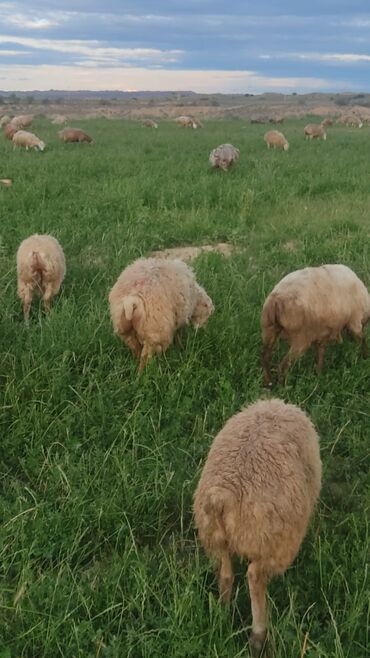 bezekli qoyun sekilleri: Azərbaycan ᐈ Heyvanlar 10000 elan lalafo.az