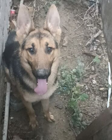 afcarka: Azərbaycan ᐈ İtlər 95 elan lalafo.az