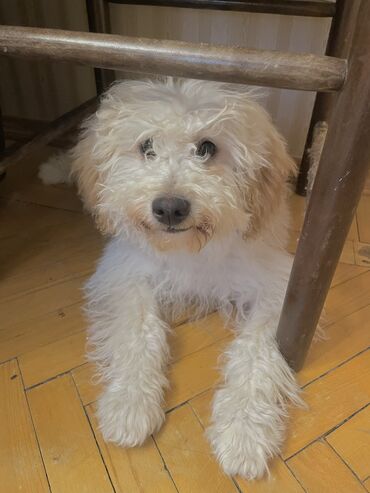 İt və it balaları: Azərbaycan ᐈ Cins it balaların satışı 1785 elan ...