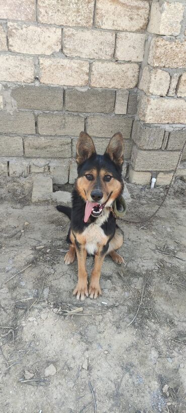 afcarka: Azərbaycan ᐈ İtlər 95 elan lalafo.az