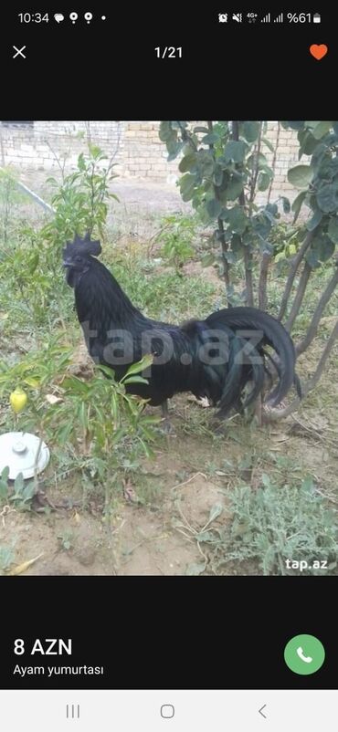 Heyvanlar: Azərbaycan ᐈ Heyvan almaq 11084 elan lalafo.az