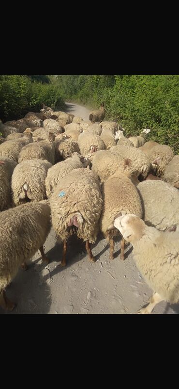 Heyvanlar: Azərbaycan ᐈ Heyvan almaq 10125 elan lalafo.az