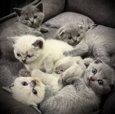 pisik sekilleri Bakı ᐈ Pişiklər 10000 elan lalafo.az