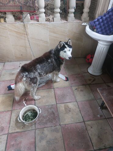 xaski it sekilleri Azərbaycan ᐈ Heyvanlar 10000 elan lalafo.az