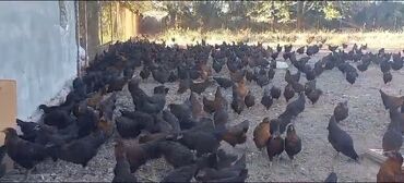 Heyvanlar: Azərbaycan ᐈ Heyvan almaq 10108 elan lalafo.az