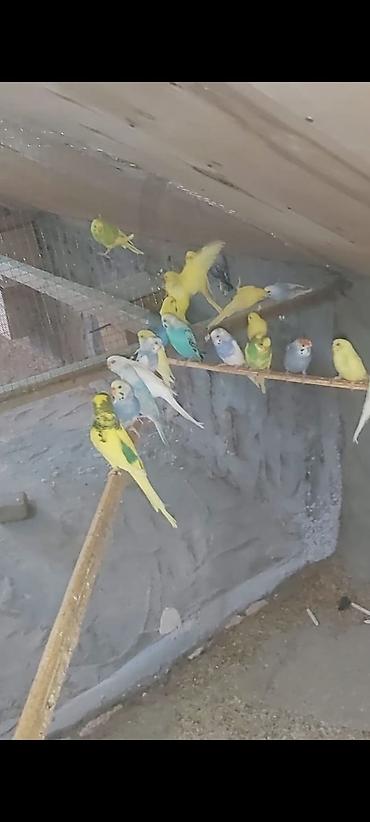 Quşlar Azərbaycan ᐈ 1880 elan ᐈ lalafo.az