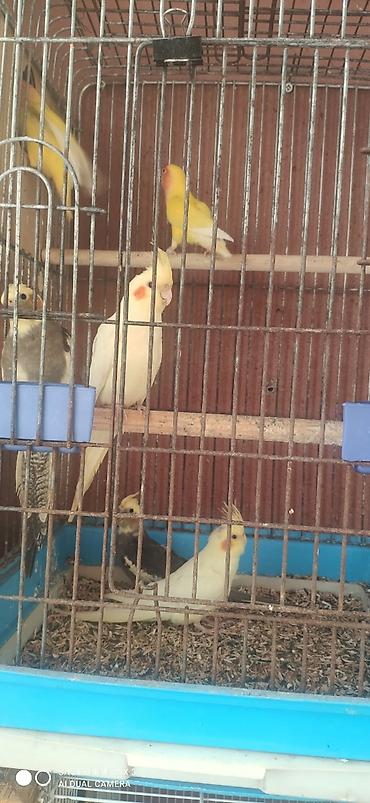 korella papuqay Azərbaycan ᐈ Quşlar 342 elan lalafo.az