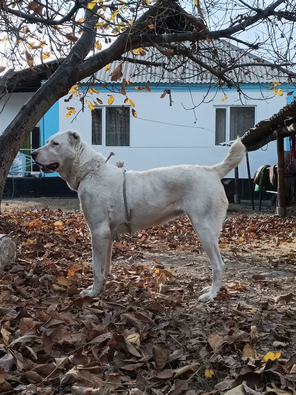 Среднеазиатская овчарка (алабай), кобель белого окраса.: 5500 KGS ᐈ ...