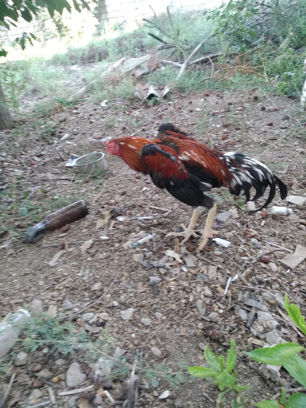 Manok Panabong Lemon