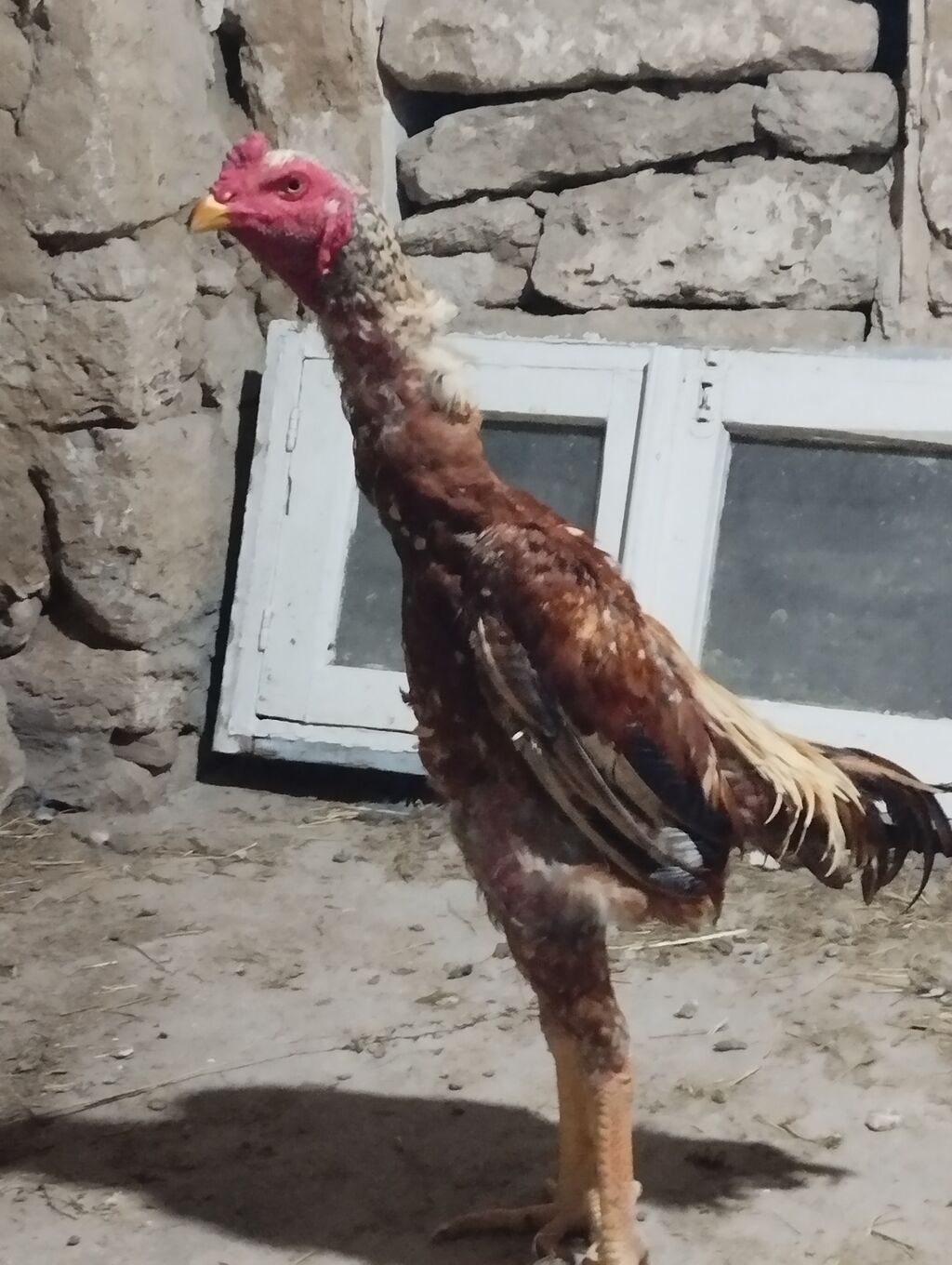 Cücərtmə üçün yerli döyüş tipi xoruz: 80 AZN ᐈ Xoruzlar | Digah ...