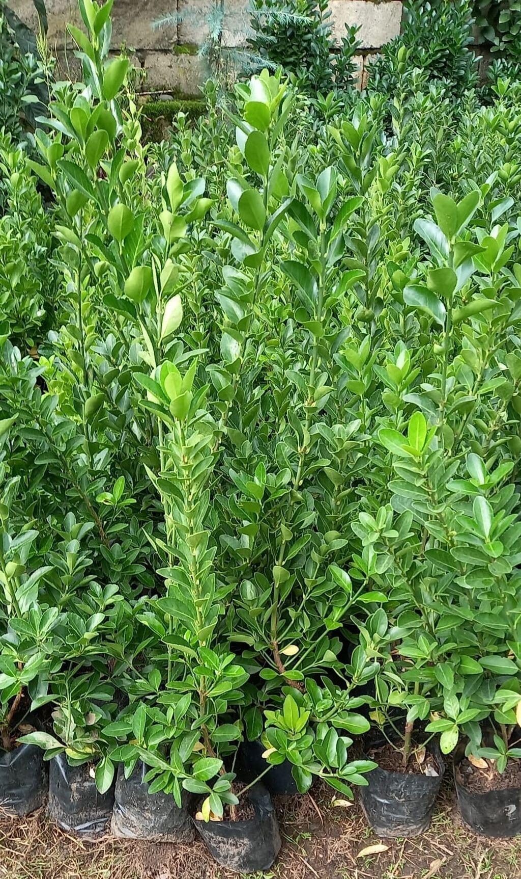 Hemise yasil dekor ağaçları sifarişler qebul: 1 AZN Şitillər | Bakı ...