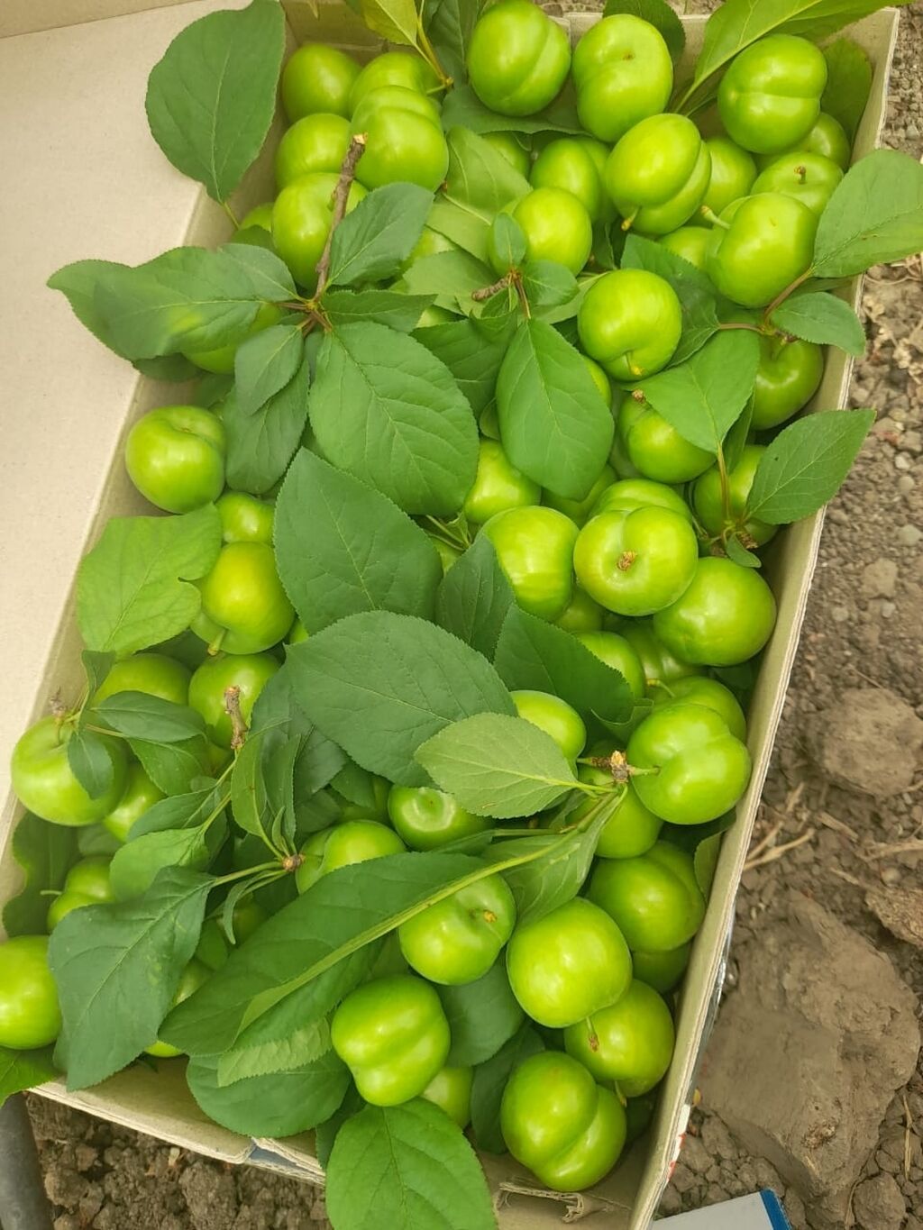 Alça agaclari istənilən sayda sifariş verə: 2 AZN Tinglər | Bakı ...