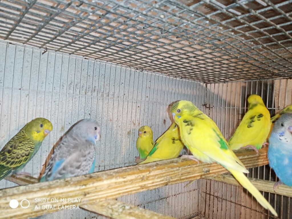 Super valnistıy məhəbbət tutuquşları papuqay ları: 8 AZN ᐈ Tutuquşları ...