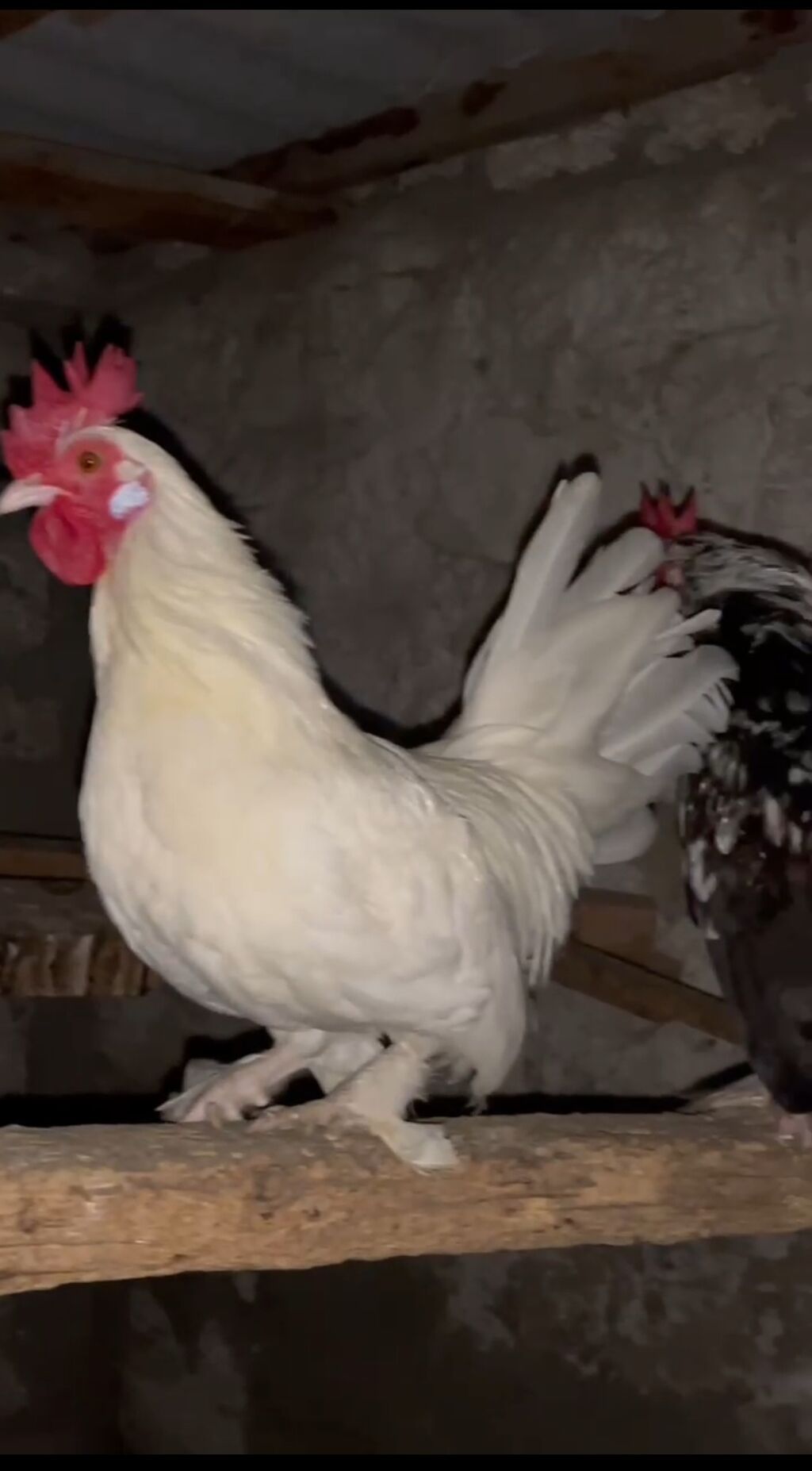 Yaponka Yumurtası Satilir İran Sortlu Yaponkalarin: 30 AZN ᐈ Toyuqlar ...