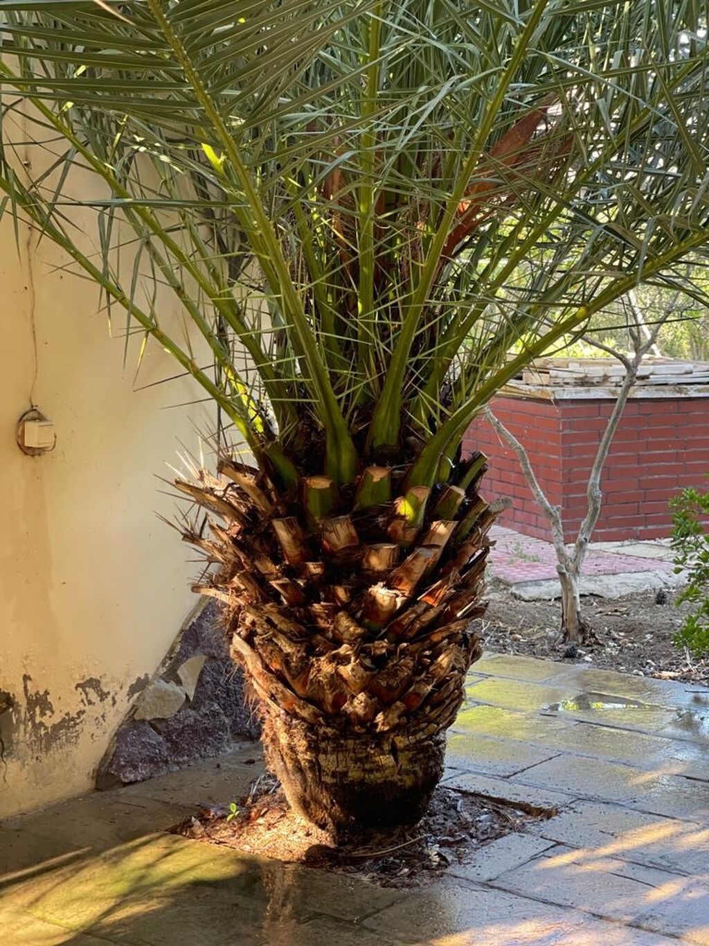 Xurma agaci 25 ilin agaclari: 2000 AZN Ağaclar | Digah | 101212680 ᐈ ...