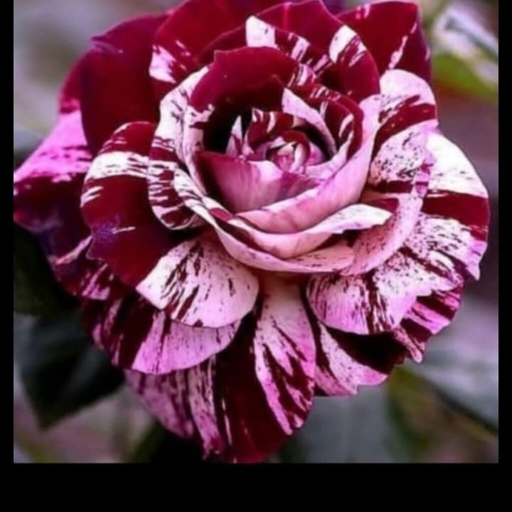 Gilab ətirli fokus sarmaşıq qızıl gul: 10 AZN Çöl bitkiləri | Bakı ...