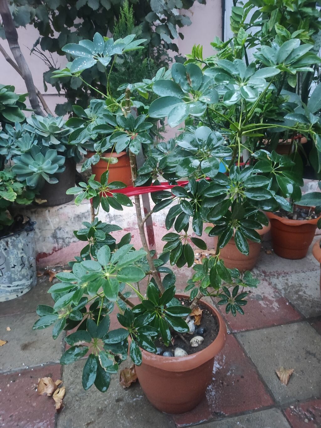 Schefflera (şemsiyə bitkisi) – dekorativ həmişəyaşıl: 50 AZN Otaq ...