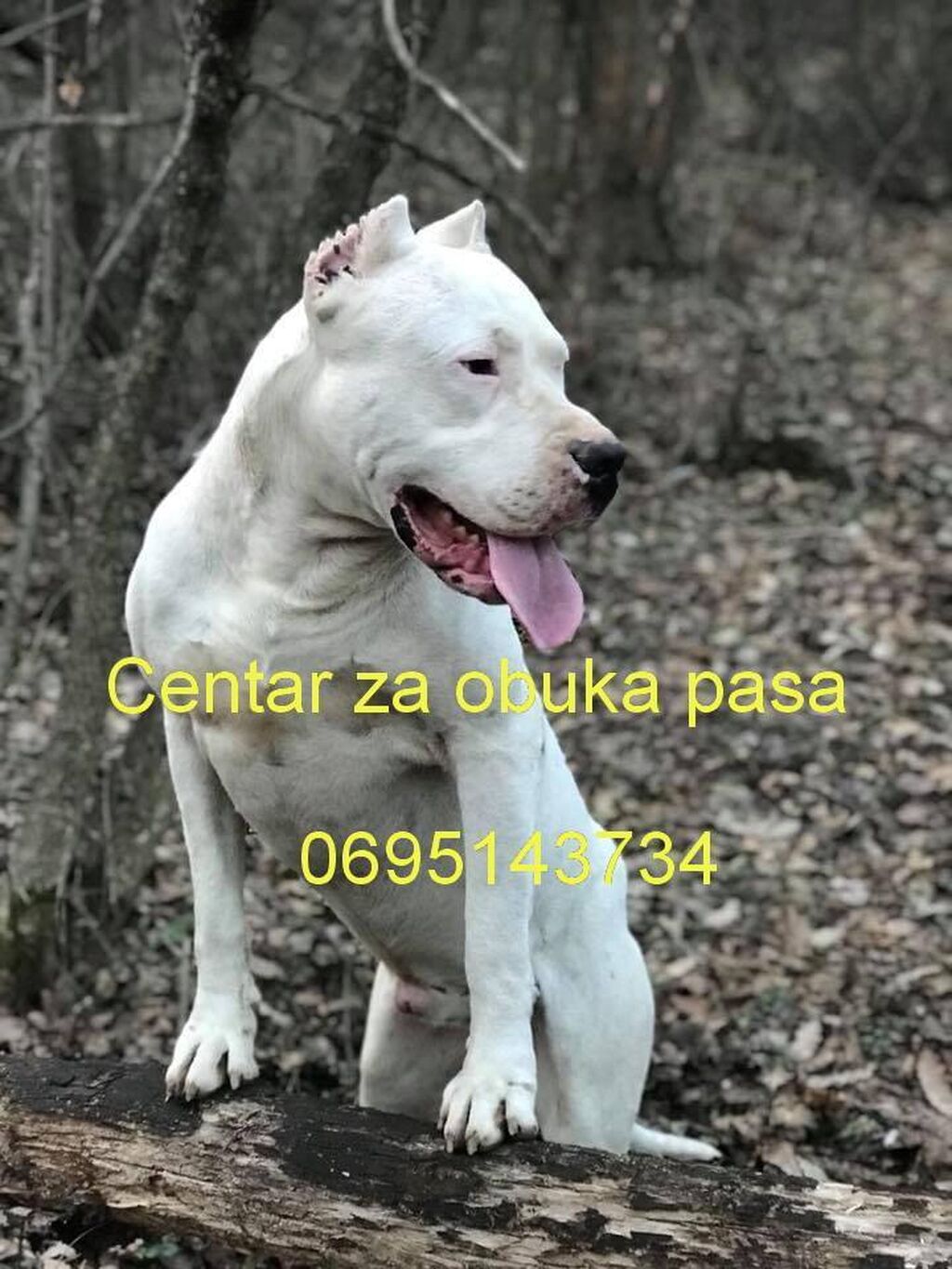 Centar za obuka pasa i pansion: Dogovor ᐈ Psi | Beograd | 60211791 lalafo.rs